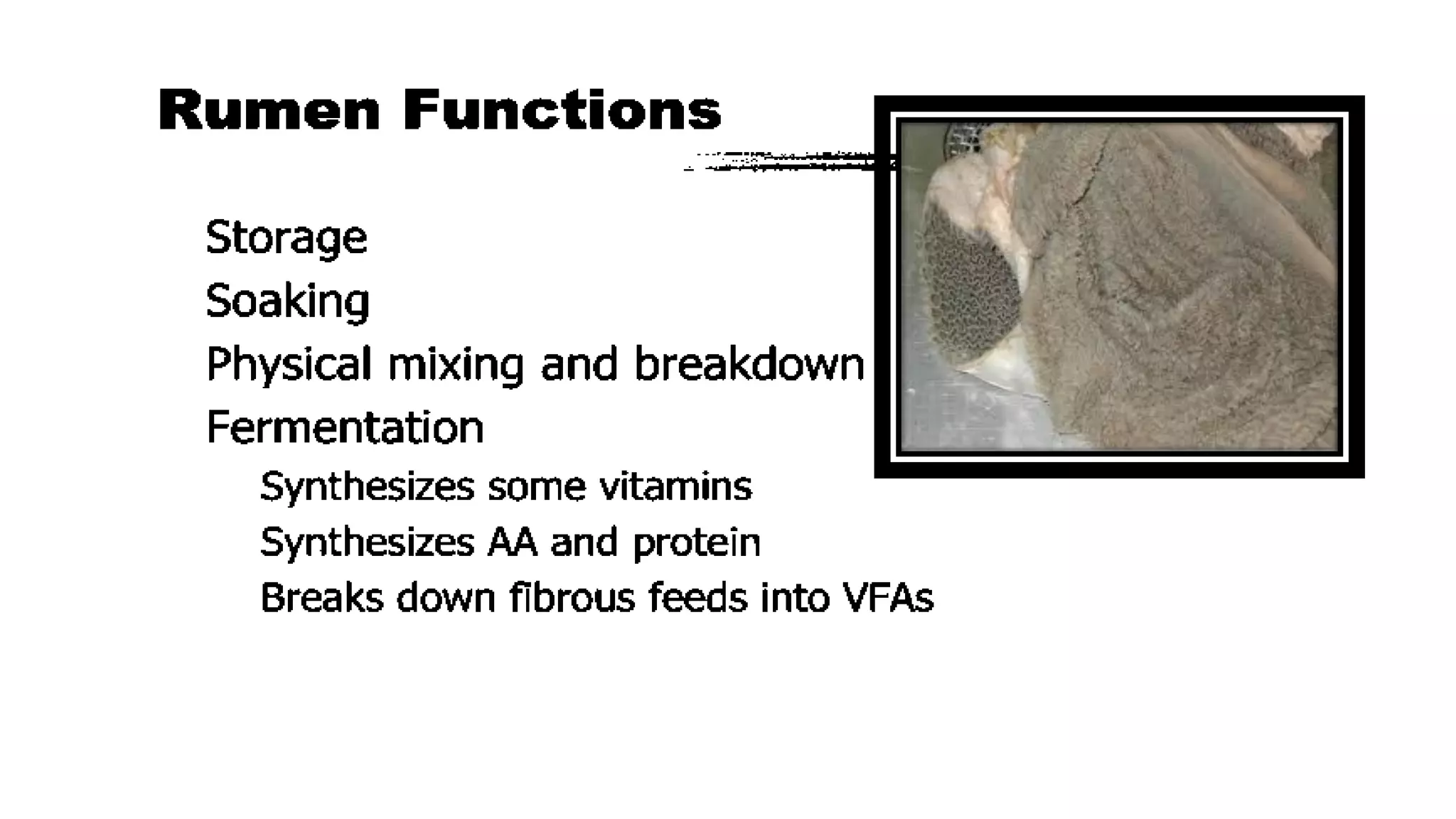 RUMINANTS DIGESTIVE SYSTEM.pdf | Chemistry | Science
