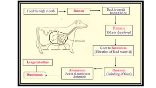 RUMINANTS DIGESTIVE SYSTEM.pdf