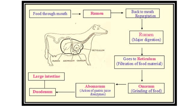 RUMINANTS DIGESTIVE SYSTEM.pdf