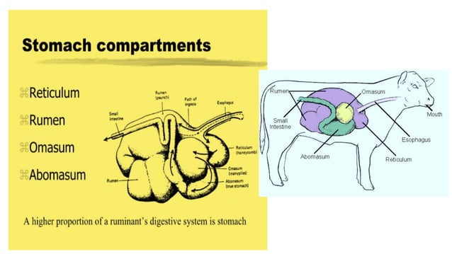 RUMINANTS DIGESTIVE SYSTEM.pdf
