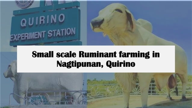 LARGE RUMINANTS MANAGEMENT AND PARACTICES ppt.pptx