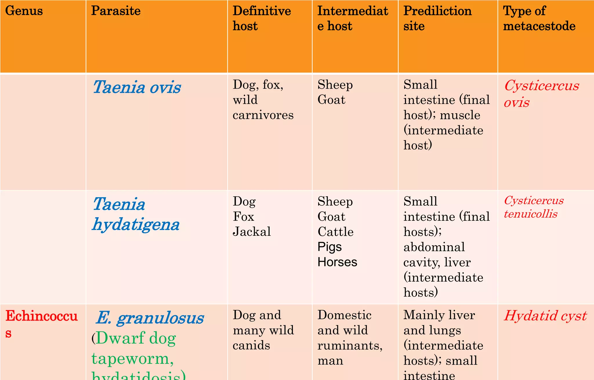 Ruminants tapeworm.pptx