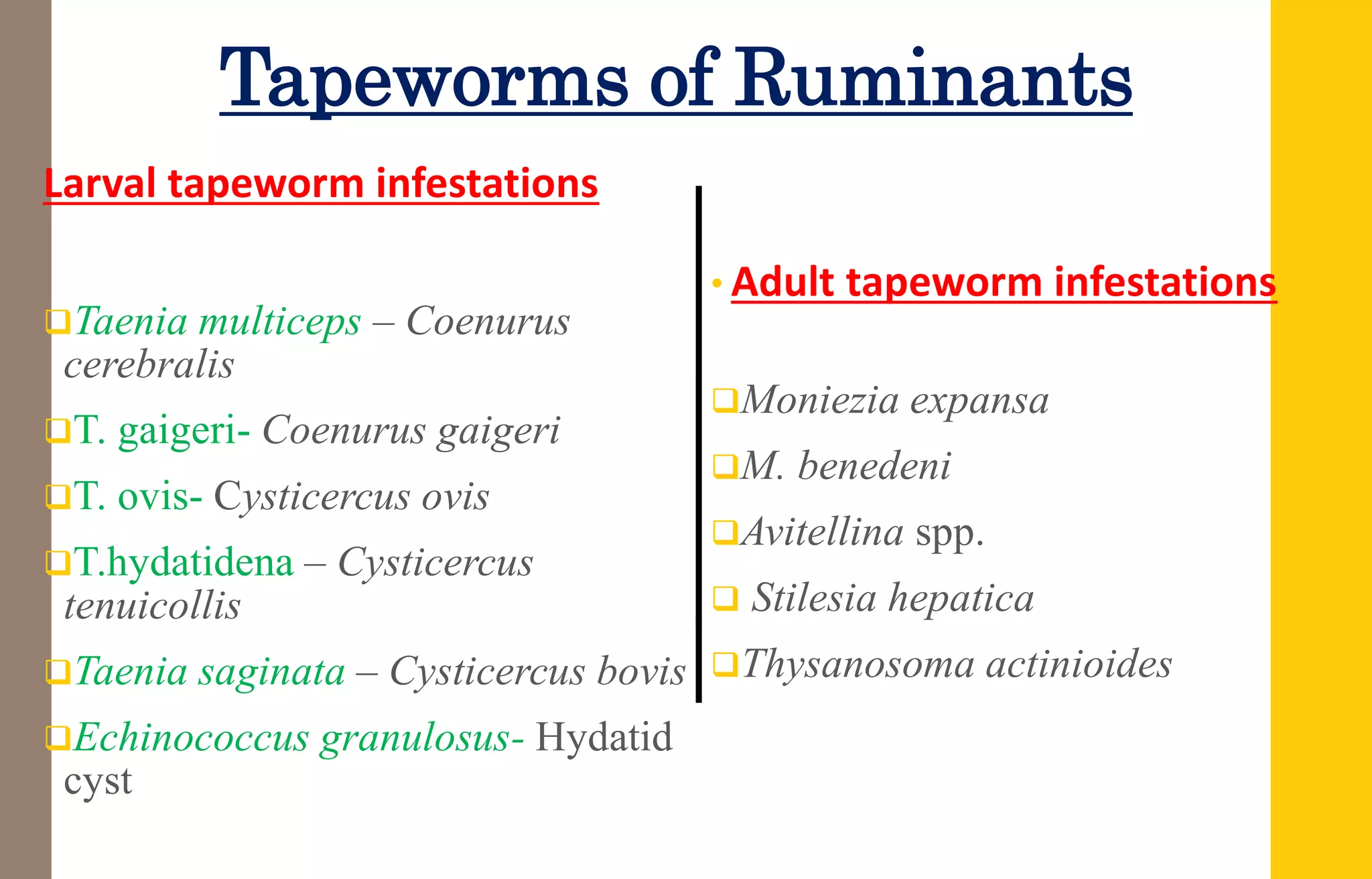 Ruminants tapeworm.pptx