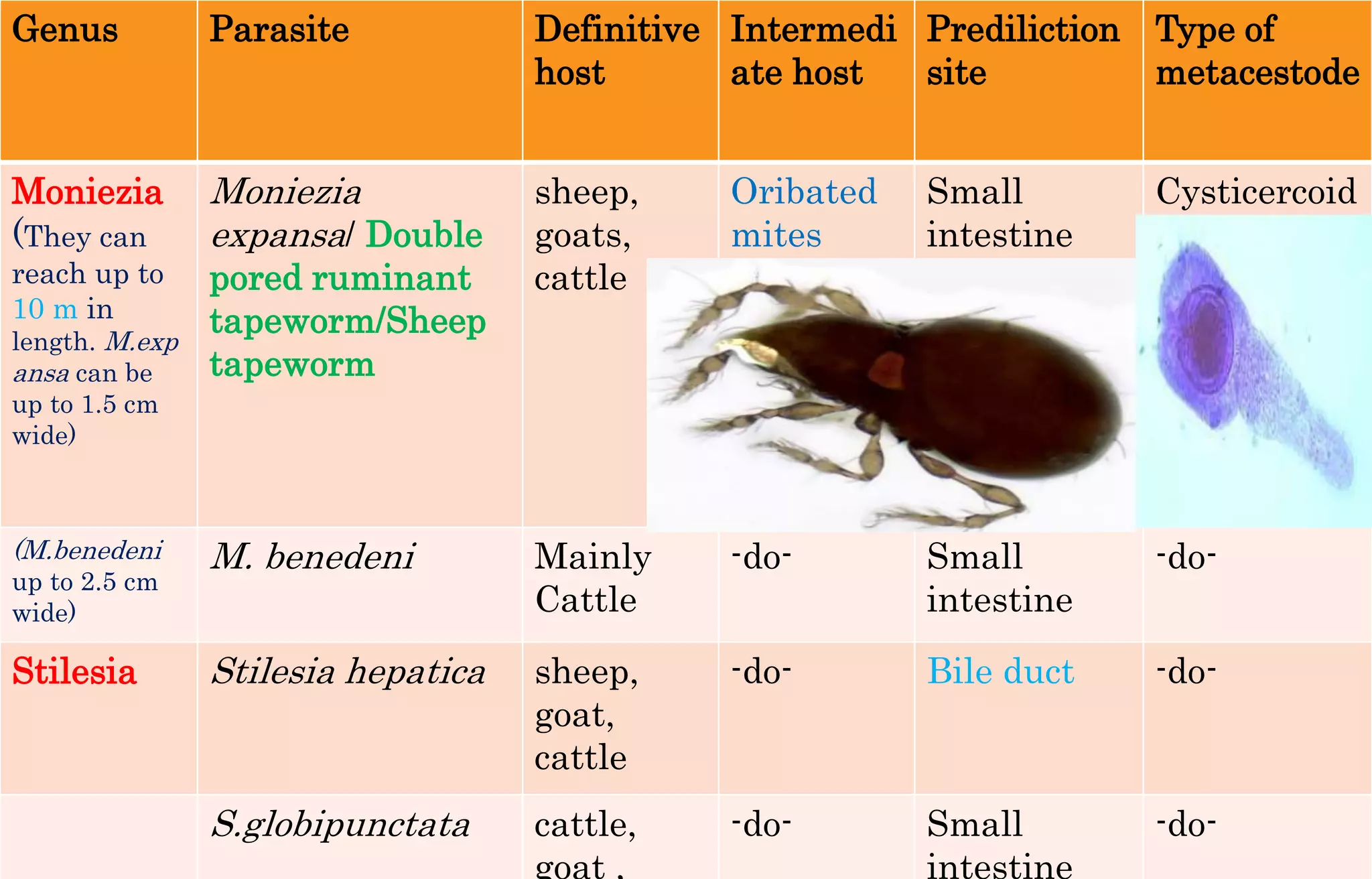 Ruminants tapeworm.pptx