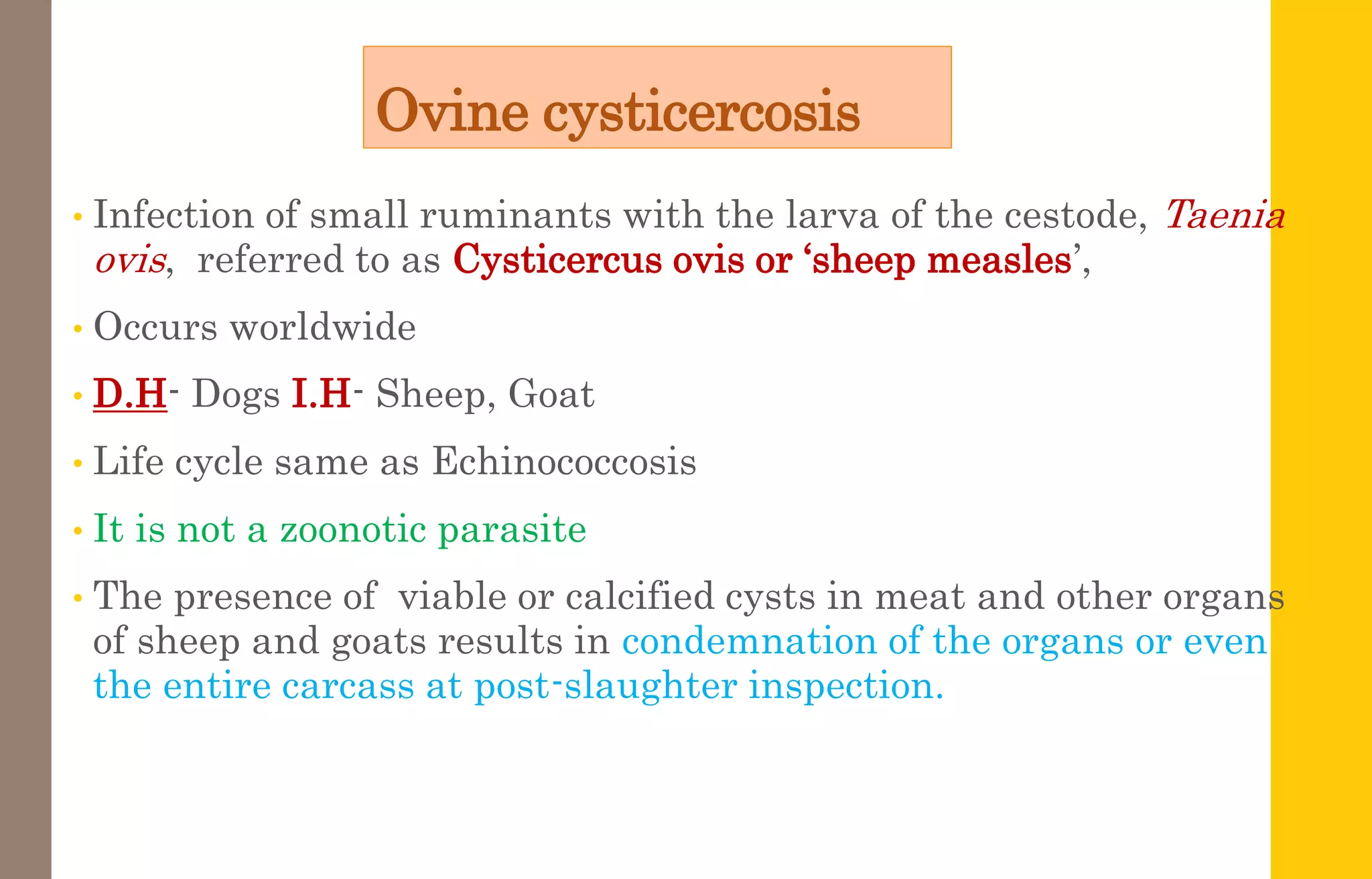 Ruminants tapeworm.pptx
