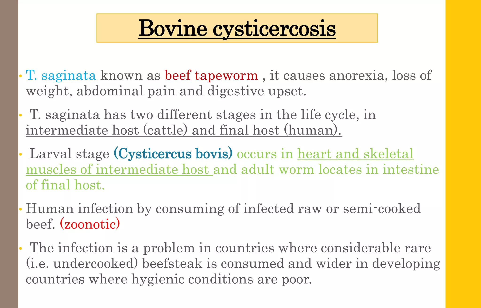 Ruminants tapeworm.pptx