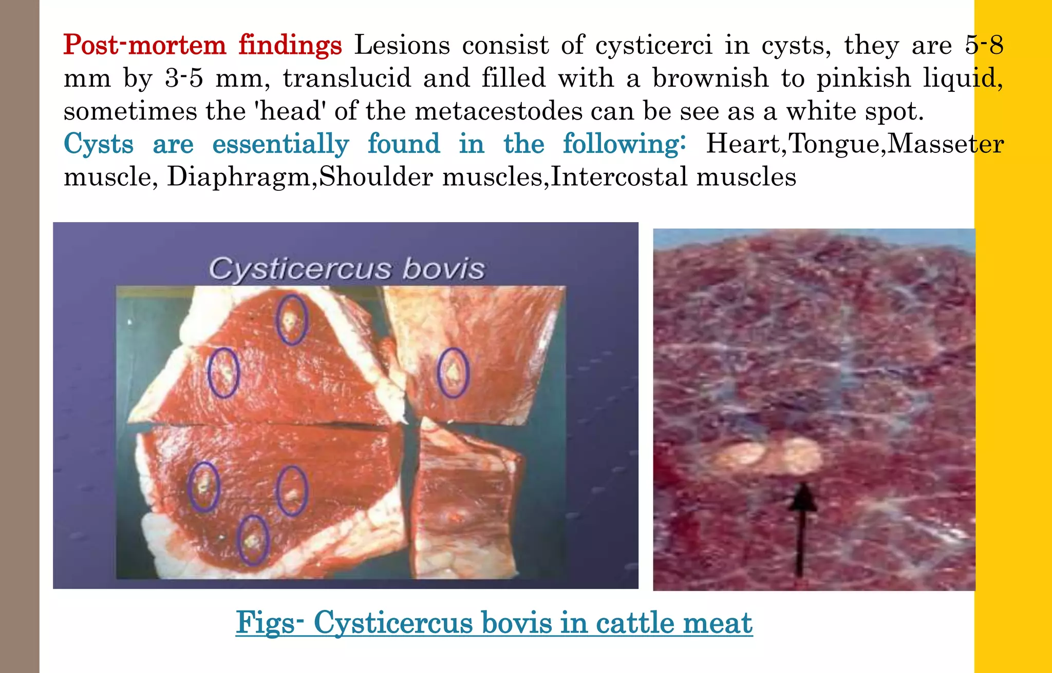 Ruminants tapeworm.pptx