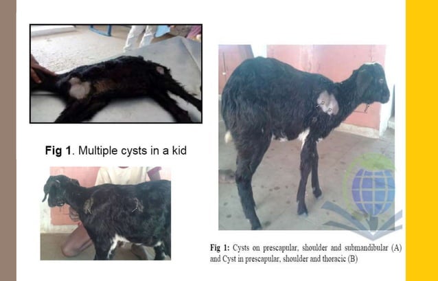 Ruminants tapeworm.pptx