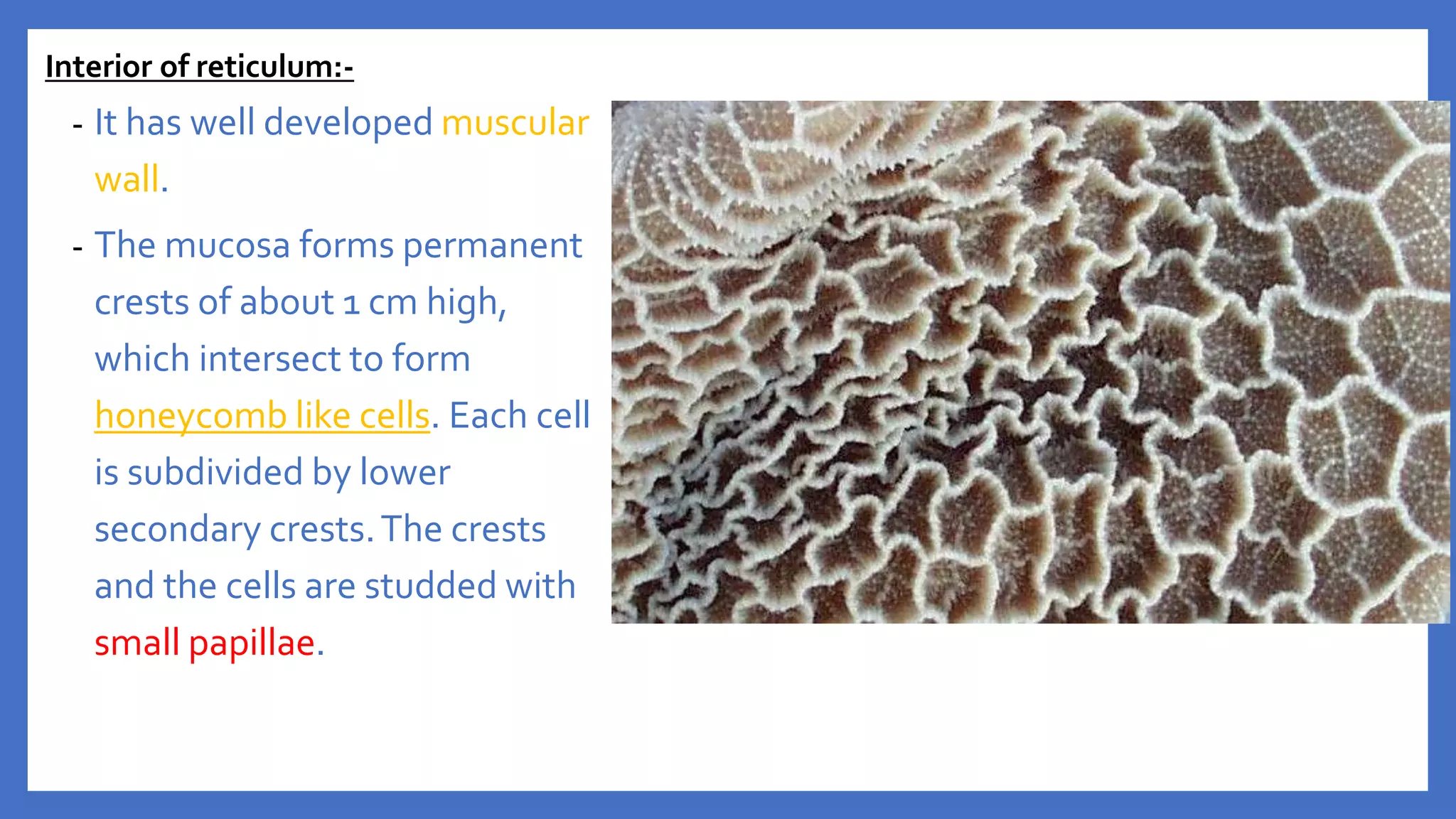 Anatomy of the Ruminant Stomach | PPTX