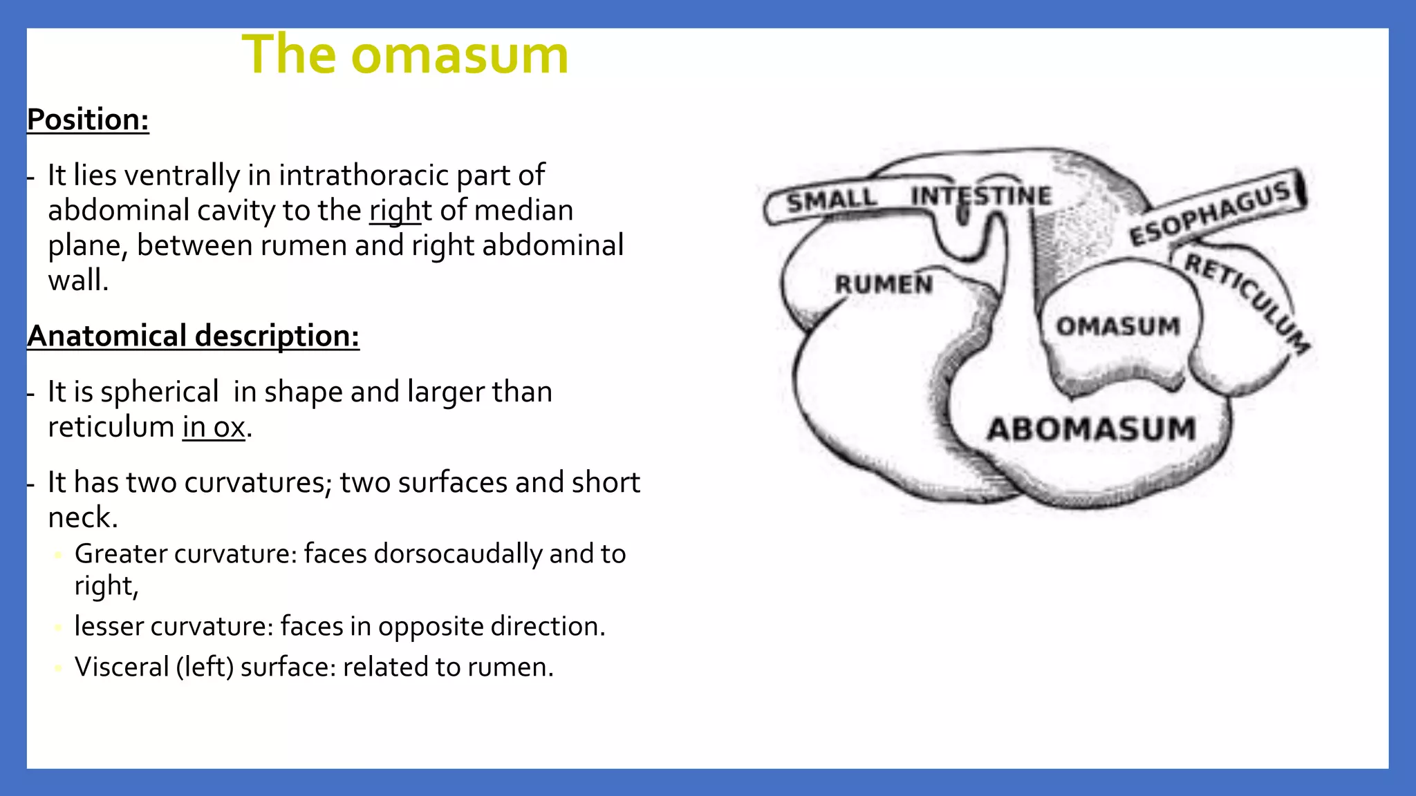 Anatomy of the Ruminant Stomach | PPTX
