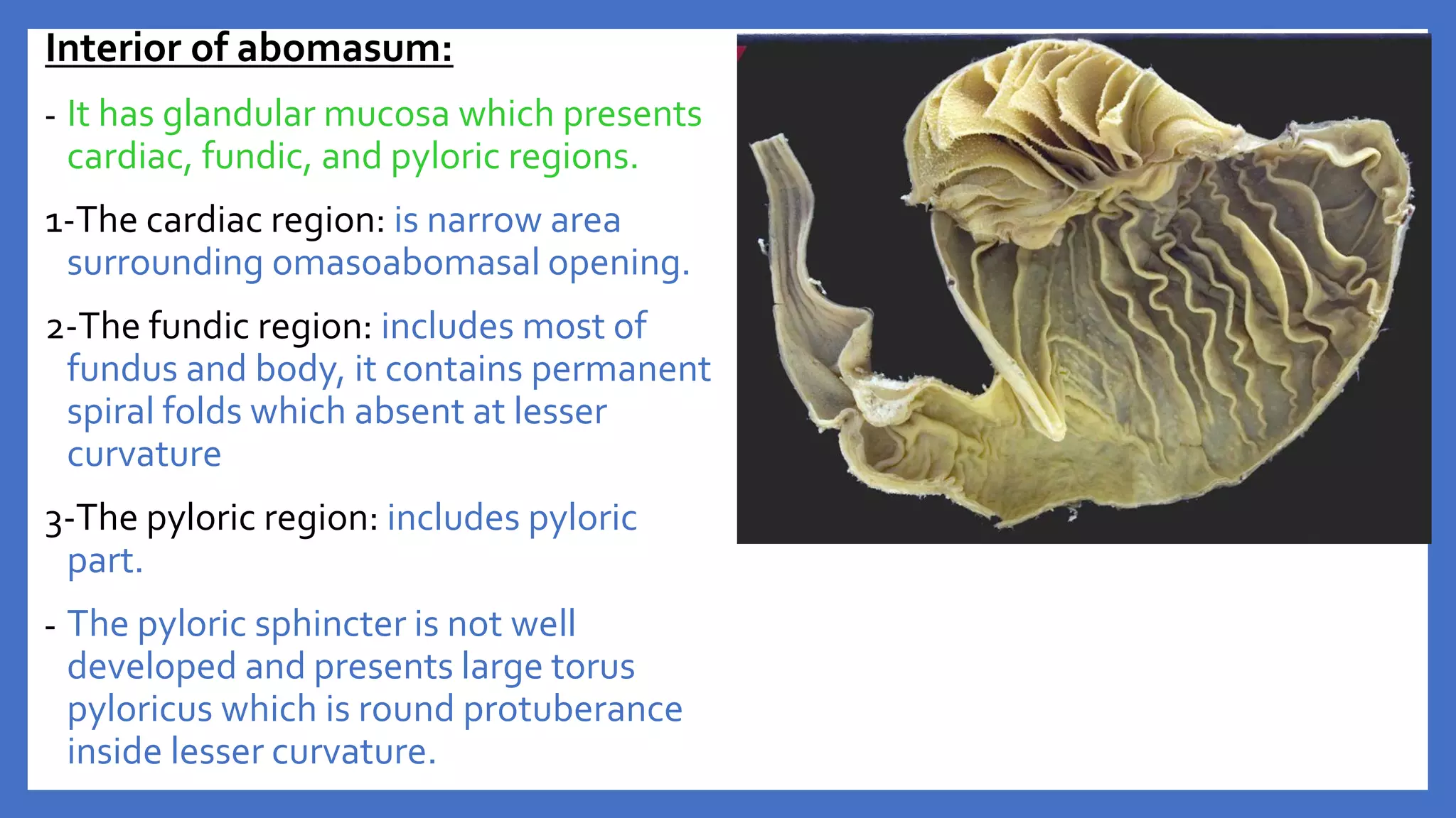Anatomy of the Ruminant Stomach | PPTX