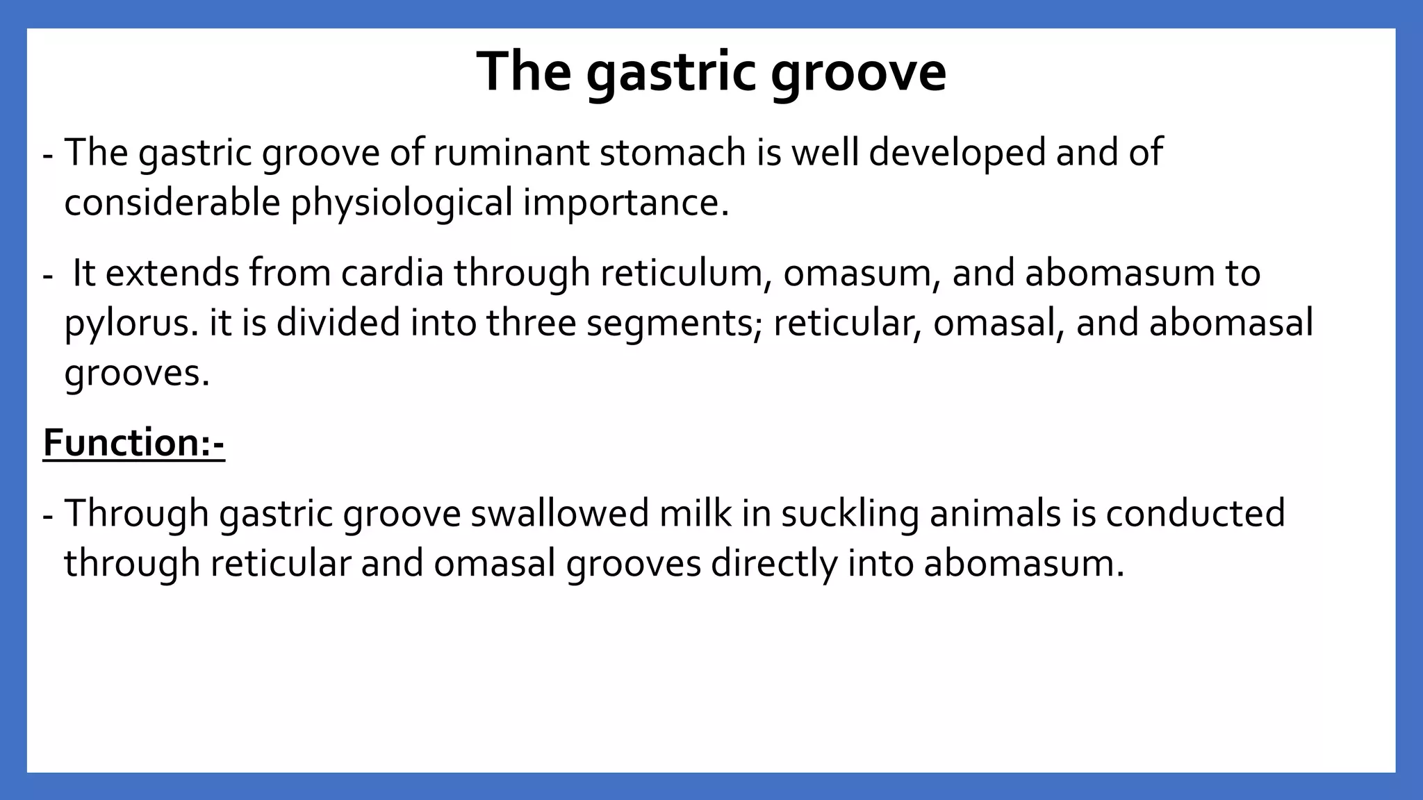 Anatomy of the Ruminant Stomach | PPTX