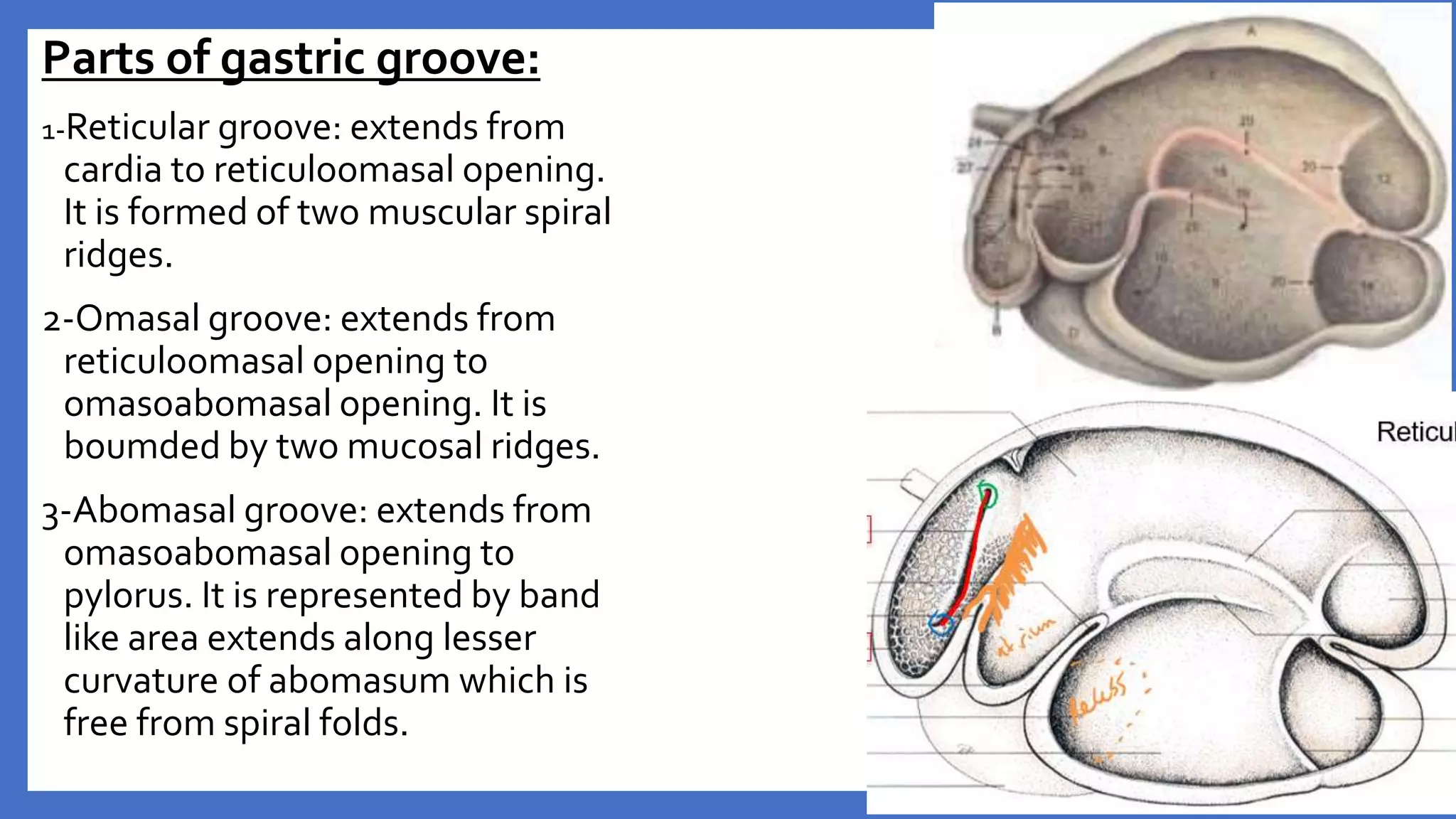 Anatomy of the Ruminant Stomach | PPTX