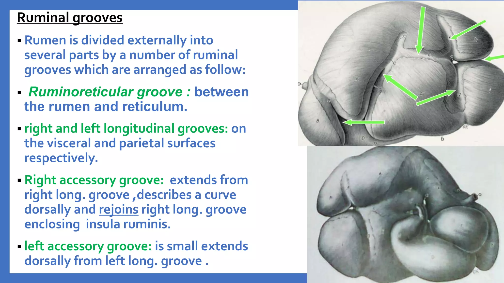 Anatomy of the Ruminant Stomach | PPTX