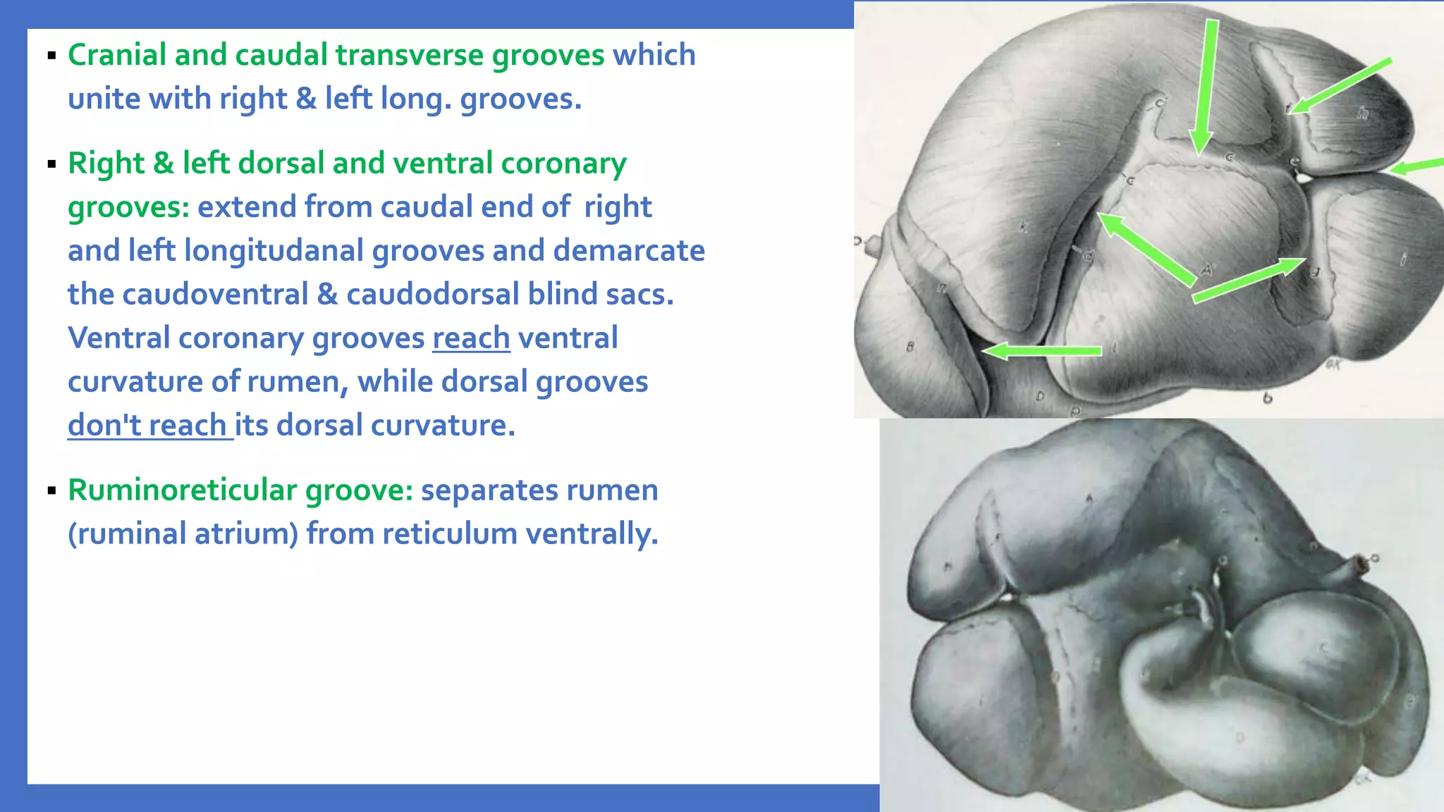Anatomy of the Ruminant Stomach | PPTX
