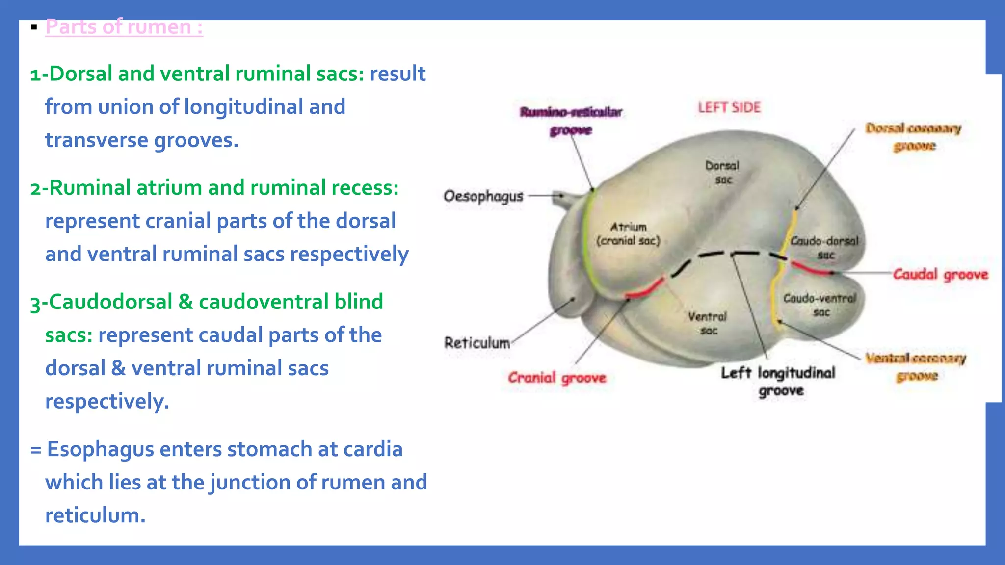 Anatomy of the Ruminant Stomach | PPTX