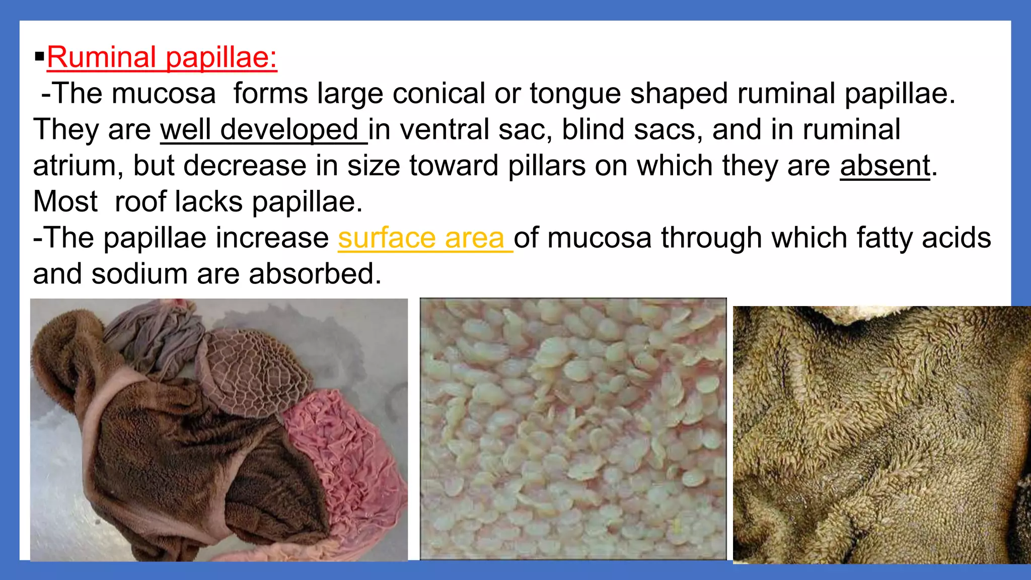 Anatomy of the Ruminant Stomach | PPTX