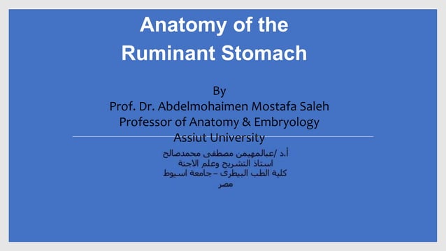 Anatomy of the Ruminant Stomach | PPTX | Food & Drink