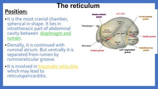 Anatomy of the Ruminant Stomach | PPTX