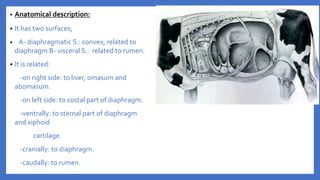 Anatomy of the Ruminant Stomach | PPTX