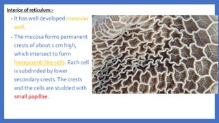 Anatomy of the Ruminant Stomach | PPTX