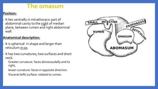 Anatomy of the Ruminant Stomach | PPTX | Food & Drink