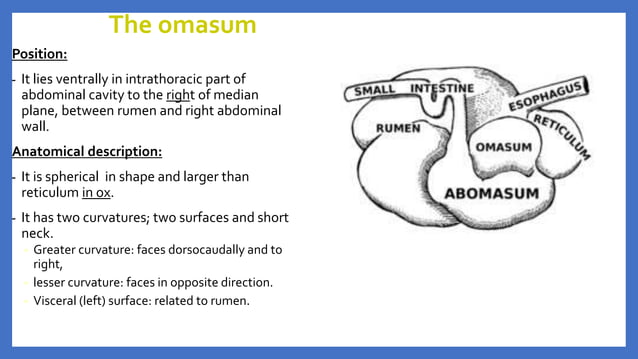 Anatomy of the Ruminant Stomach | PPTX | Food & Drink