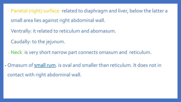 Anatomy of the Ruminant Stomach | PPTX | Food & Drink
