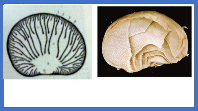 Anatomy of the Ruminant Stomach | PPTX | Food & Drink
