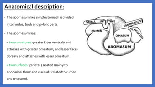 Anatomy of the Ruminant Stomach | PPTX