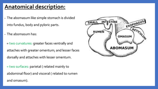 Anatomy of the Ruminant Stomach | PPTX | Food & Drink