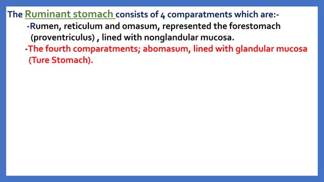 Anatomy of the Ruminant Stomach | PPTX | Food & Drink