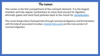 Anatomy of the Ruminant Stomach | PPTX