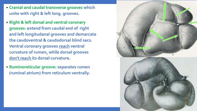 Anatomy of the Ruminant Stomach | PPTX | Food & Drink