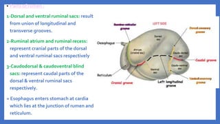 Anatomy of the Ruminant Stomach | PPTX