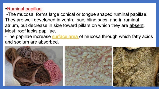 Anatomy of the Ruminant Stomach | PPTX | Food & Drink