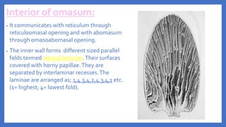 Anatomy of the Ruminant Stomach | PPT