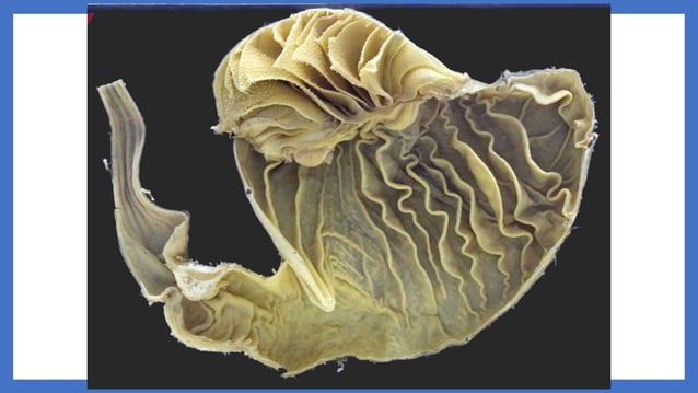 Anatomy of the Ruminant Stomach | PPT