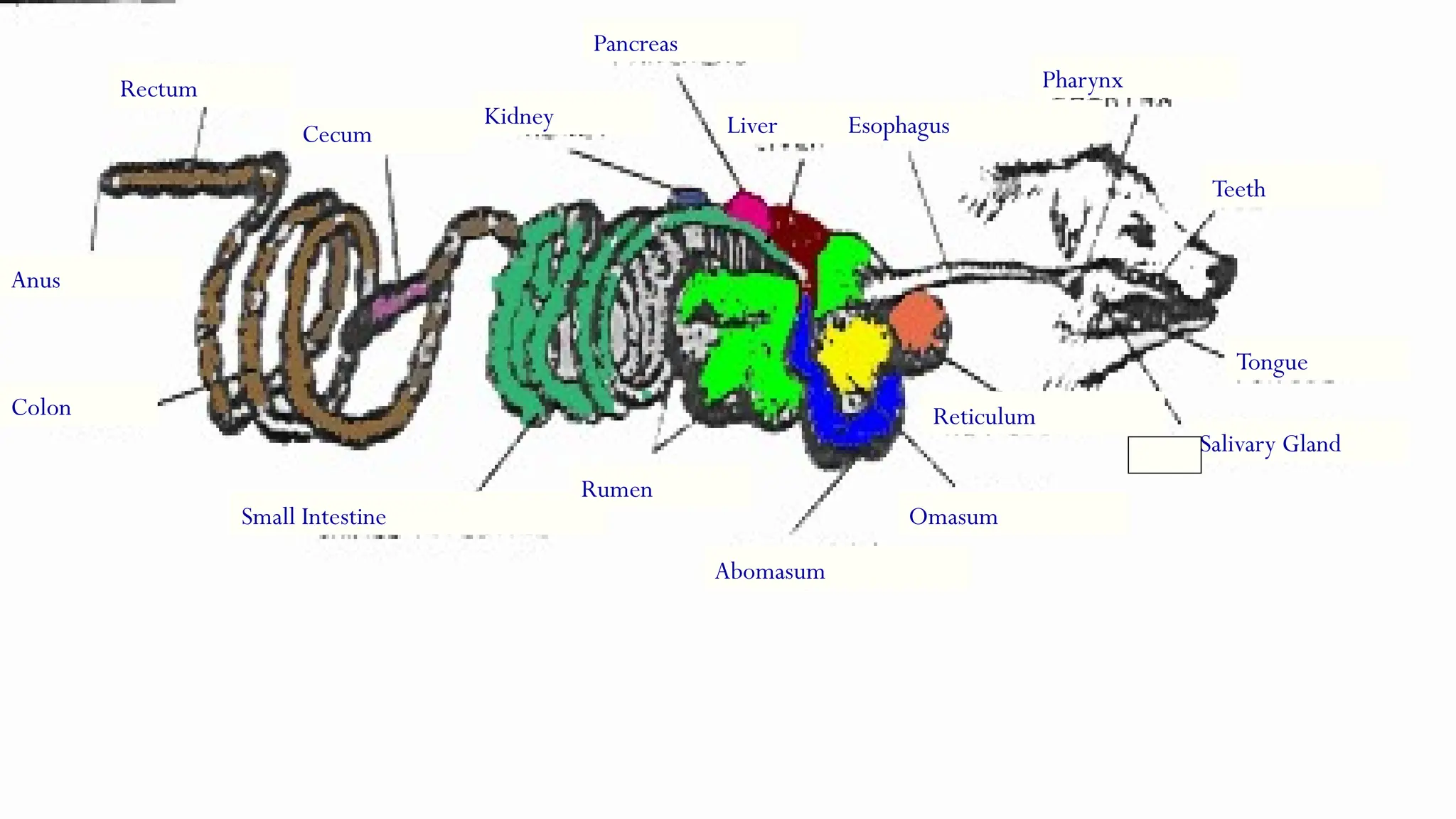 functional anatomy of digestive system of ruminants.pptx