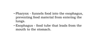 functional anatomy of digestive system of ruminants.pptx