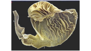 functional anatomy of digestive system of ruminants.pptx