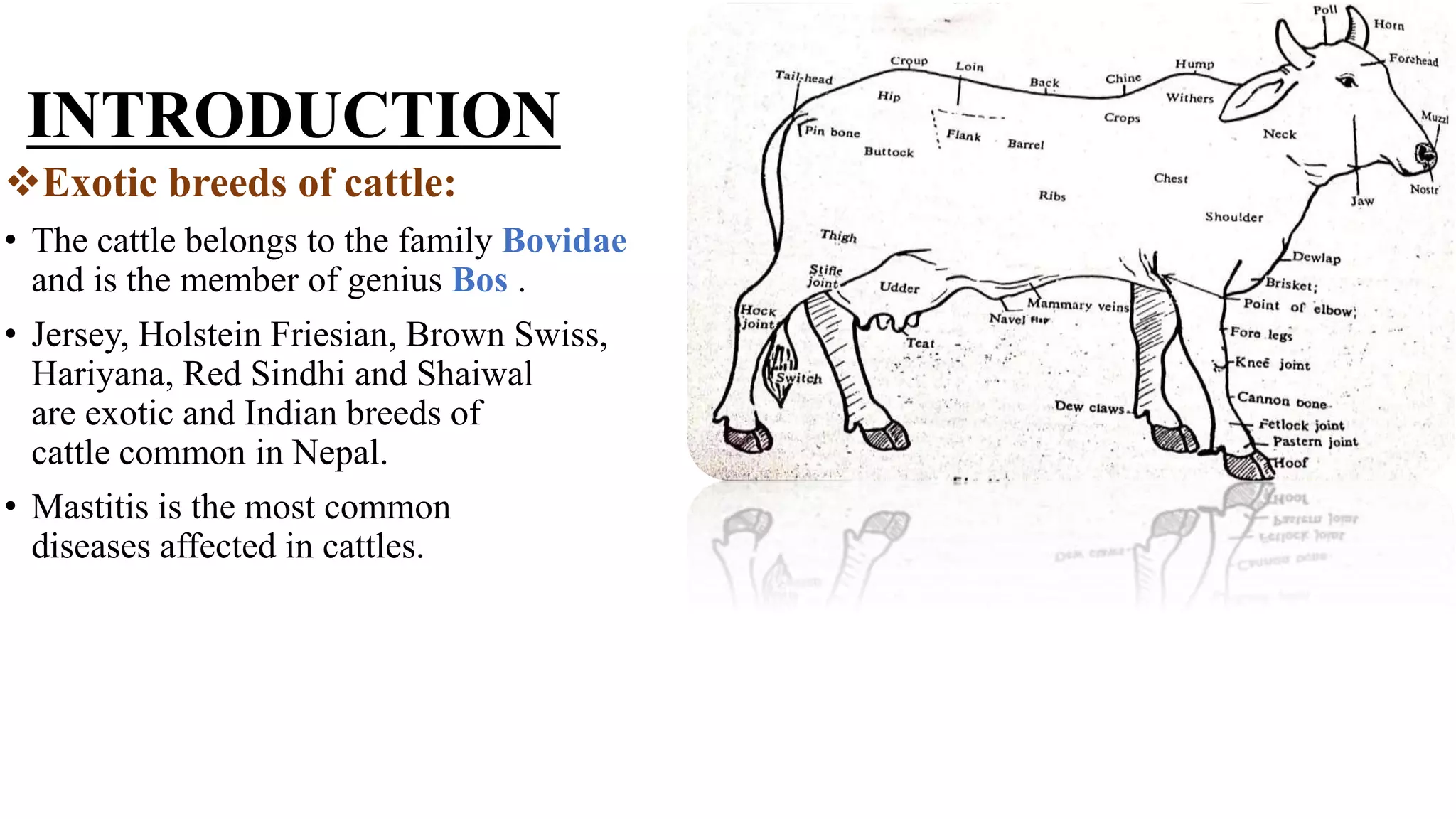 Breed of cattle common in Nepal | PPTX
