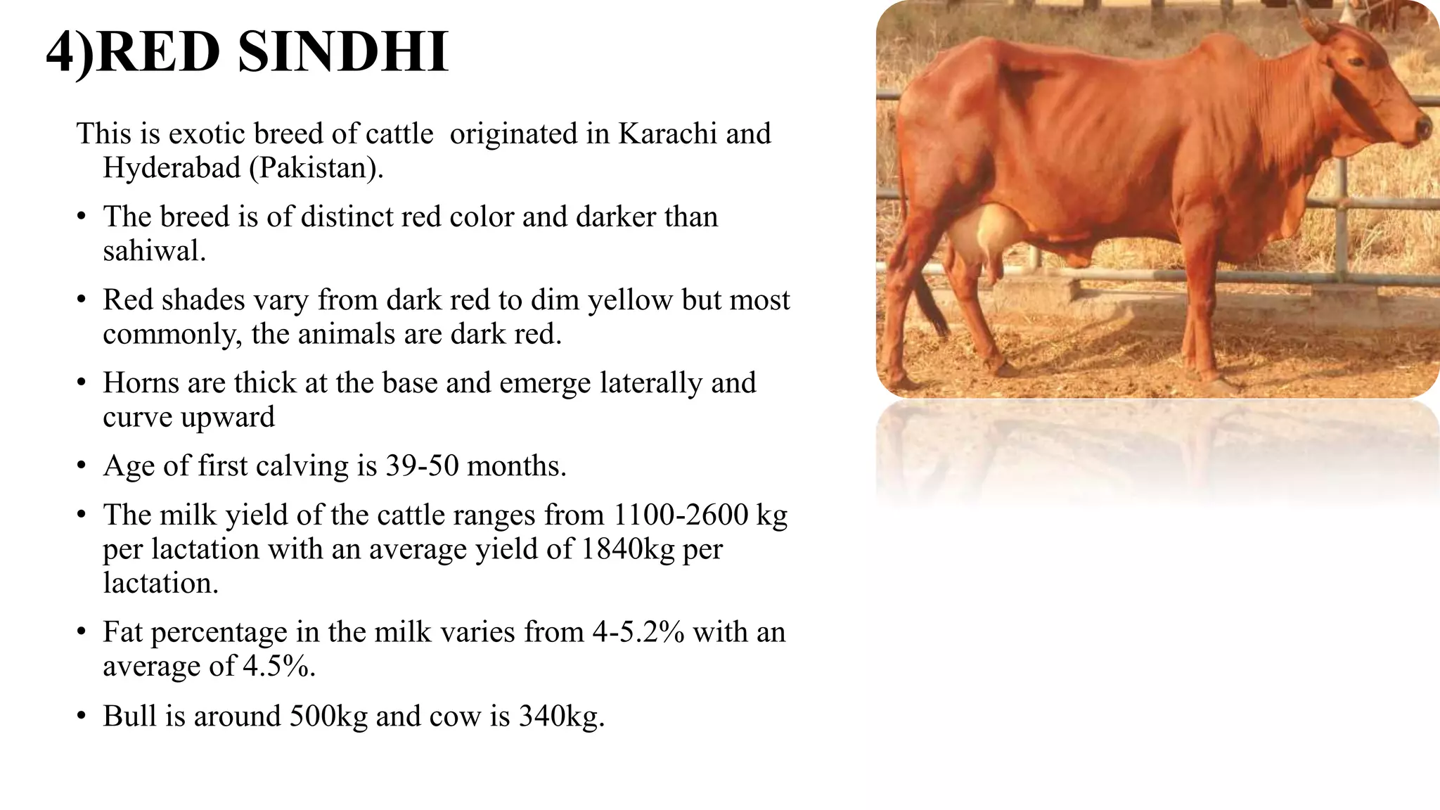 Breed of cattle common in Nepal | PPTX