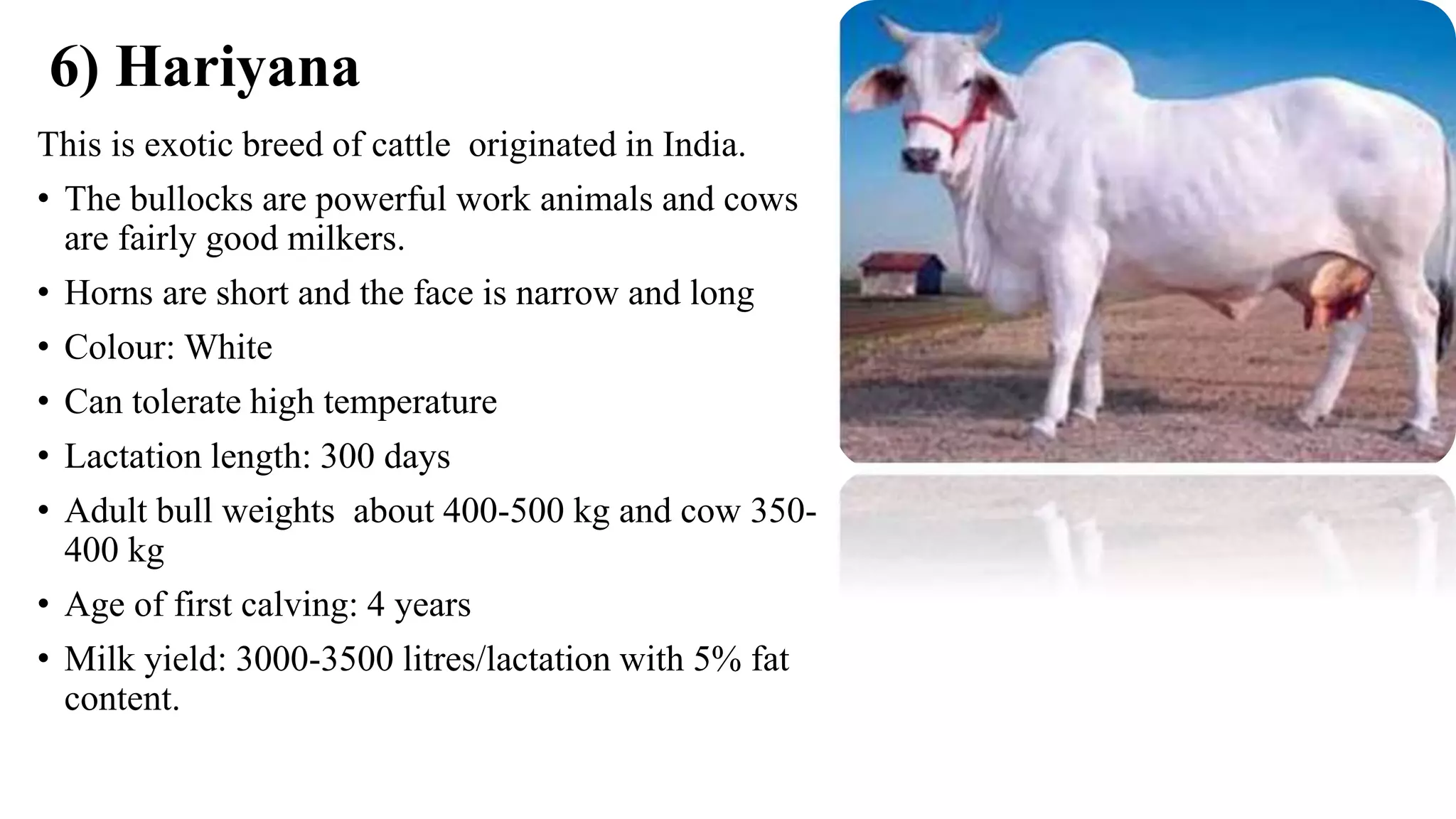 Breed of cattle common in Nepal | PPTX