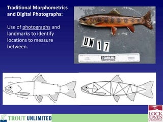 Shawn Rummel, Trout Unlimited, "Recovery of Coldwater Ecosystems ...