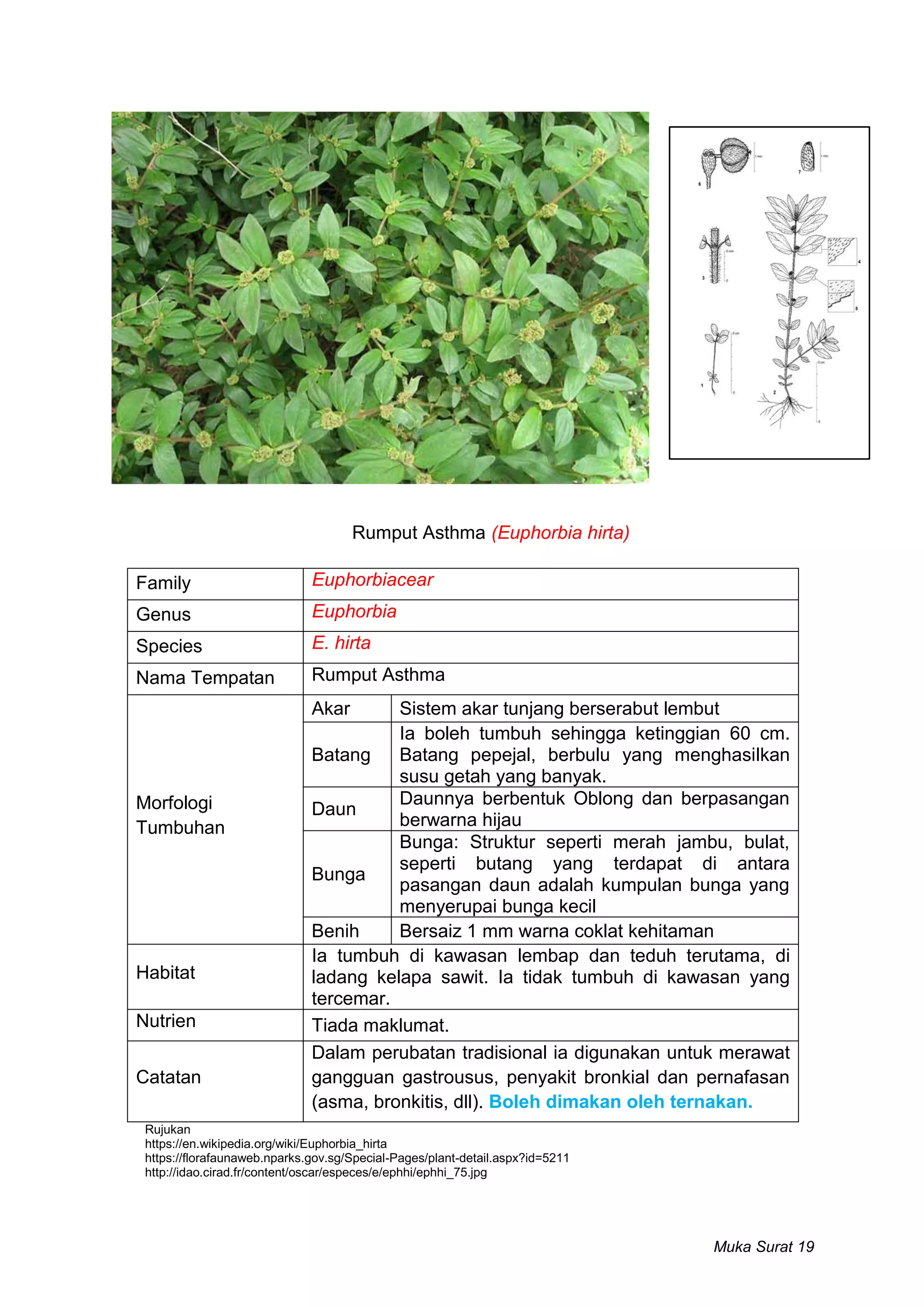 Rumpai di Bawah Kelapa Sawit | PDF