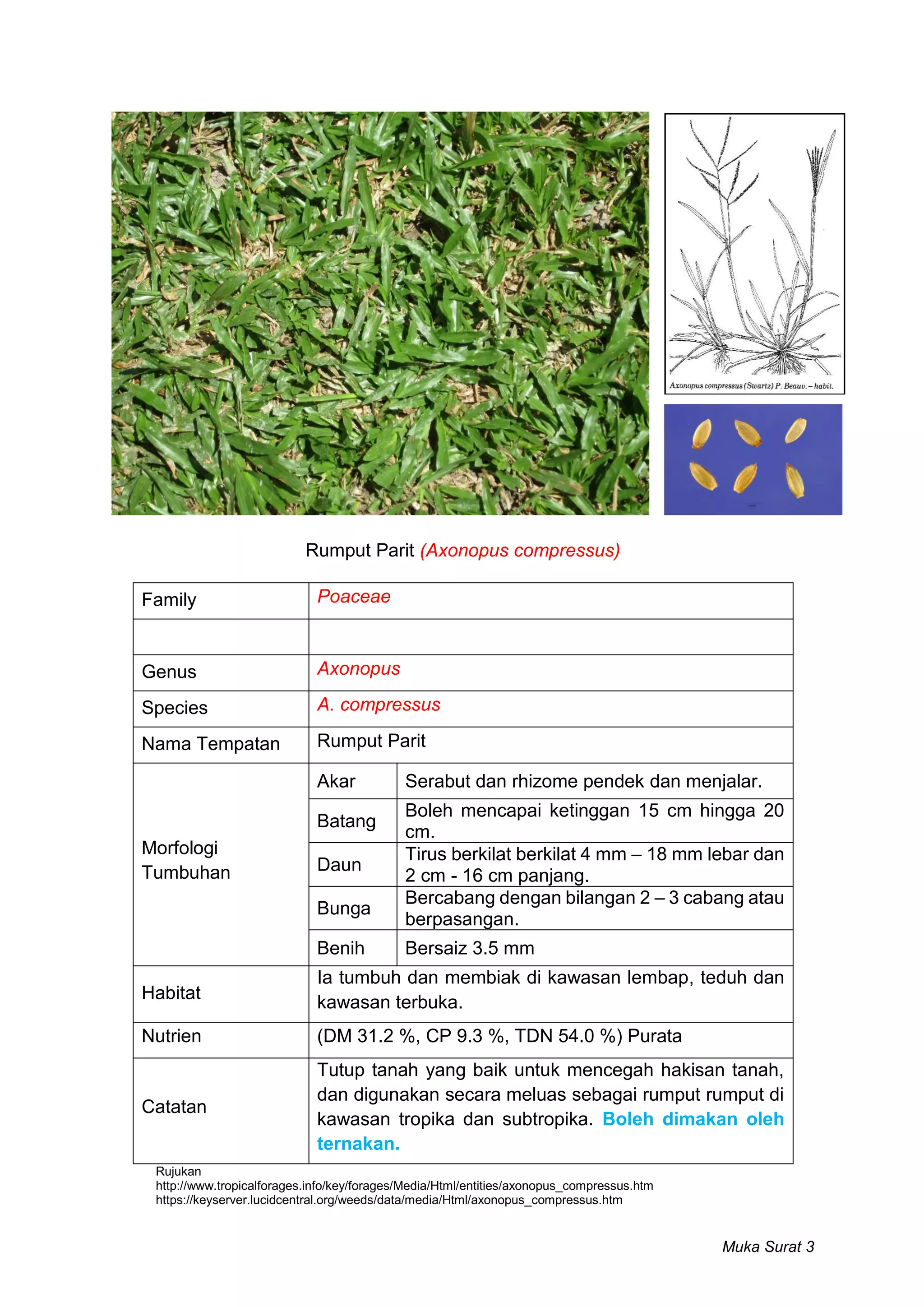 Rumpai di Bawah Kelapa Sawit | PDF