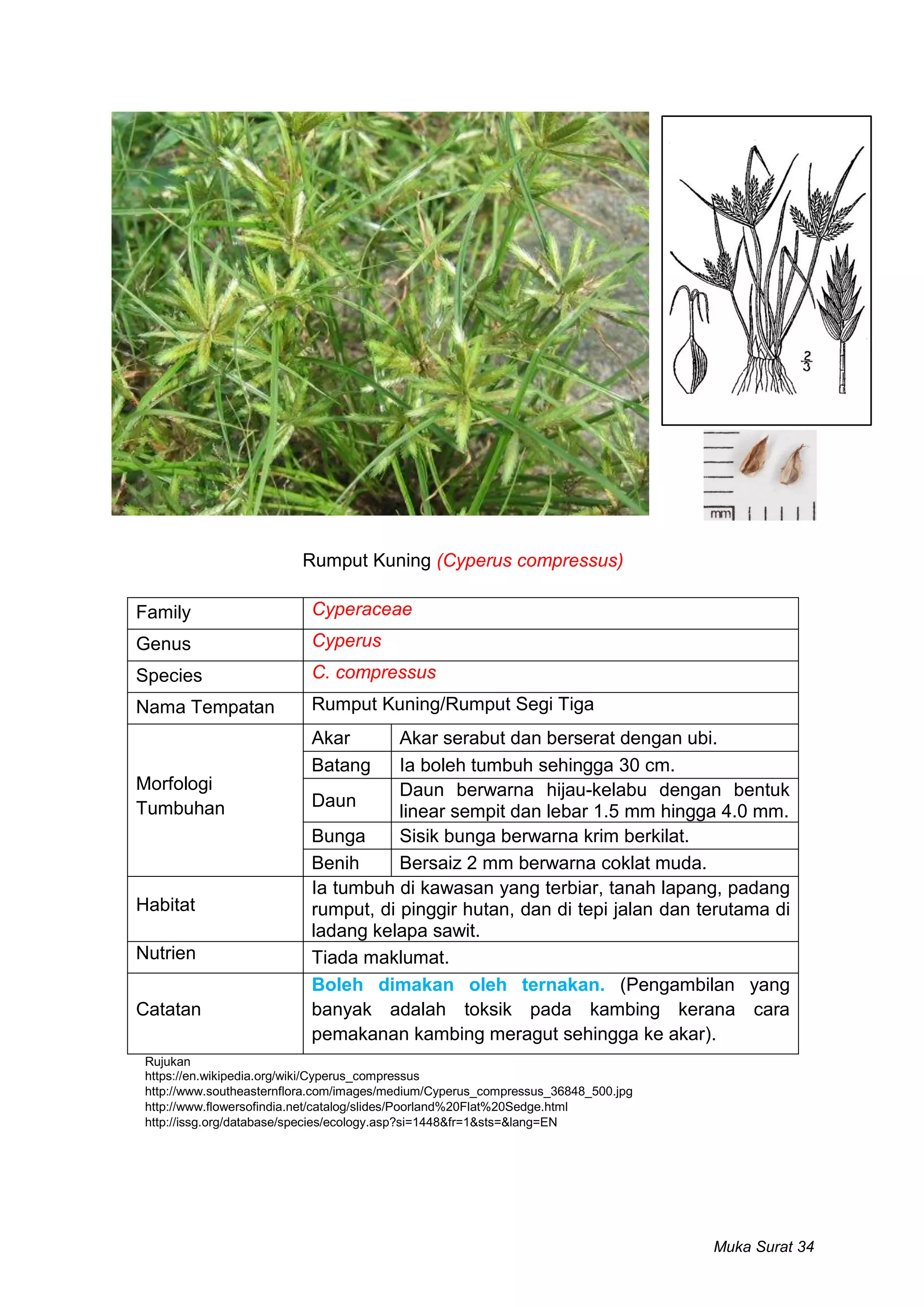 Rumpai di Bawah Kelapa Sawit | PDF