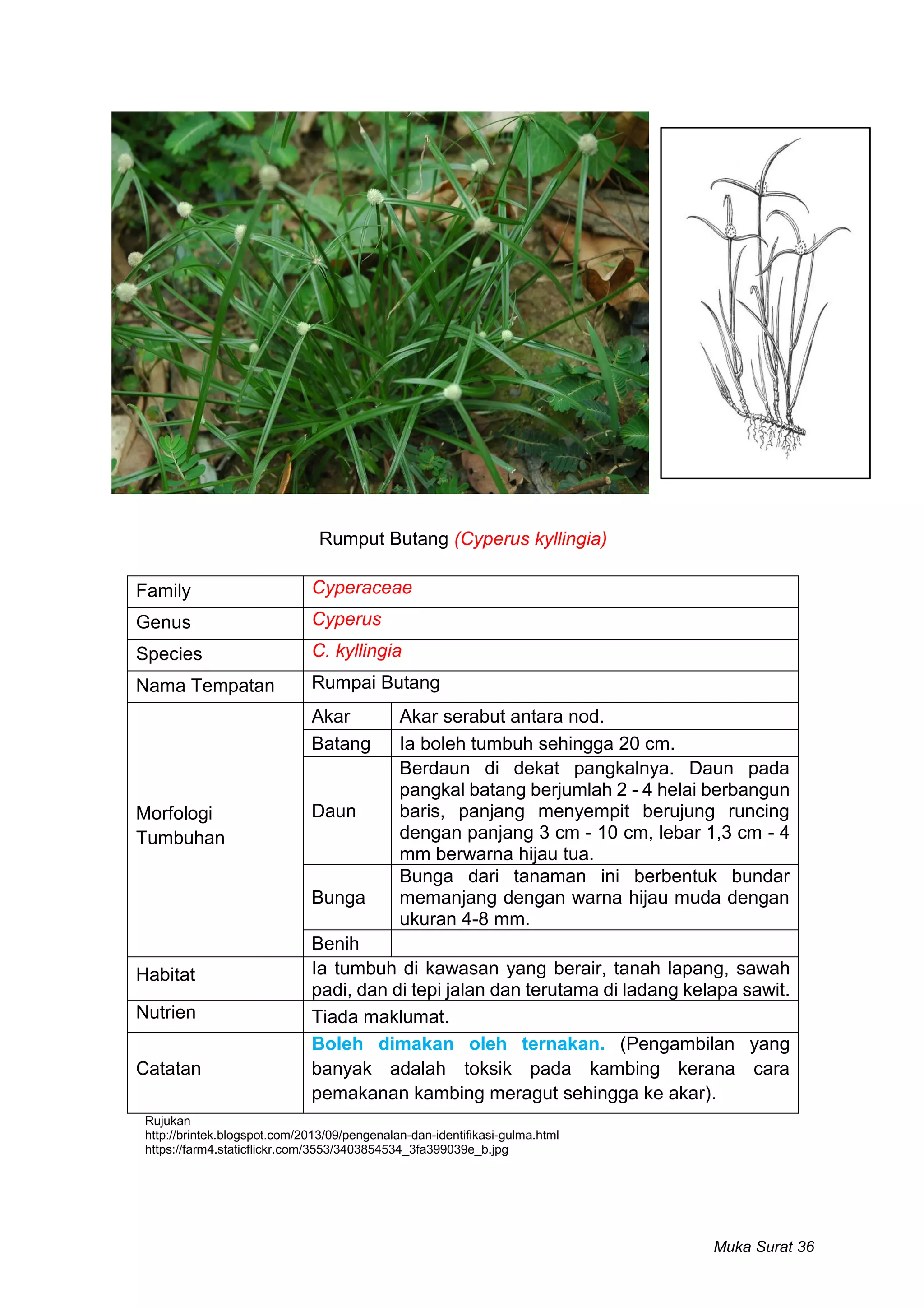 Rumpai di Bawah Kelapa Sawit | PDF