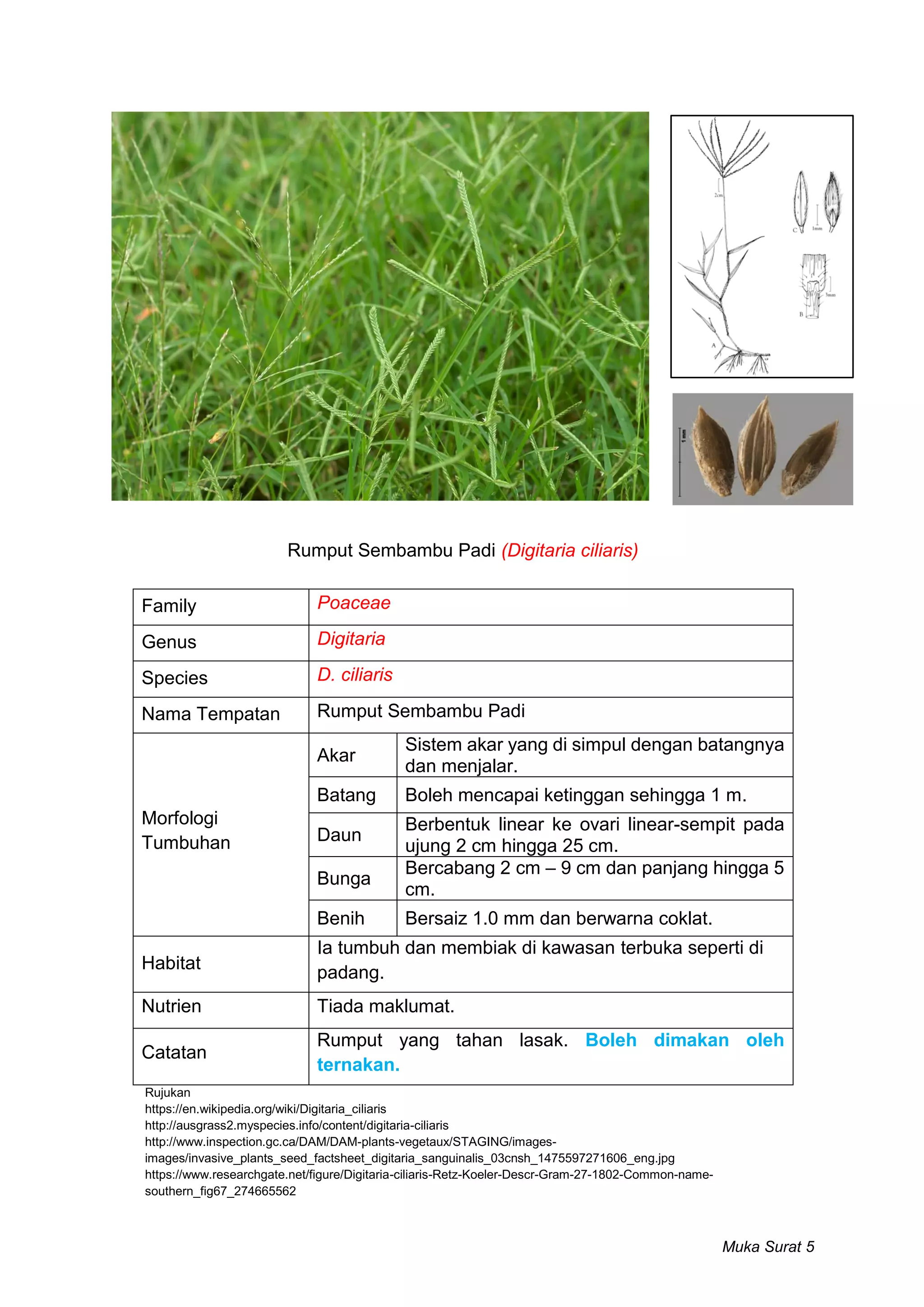 Rumpai di Bawah Kelapa Sawit | PDF